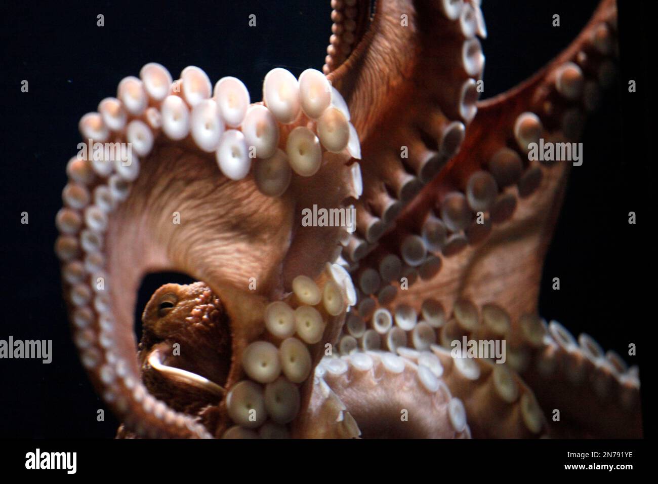 In this Thursday, June 20, 2013 photo, a giant Pacific octopus sticks ...