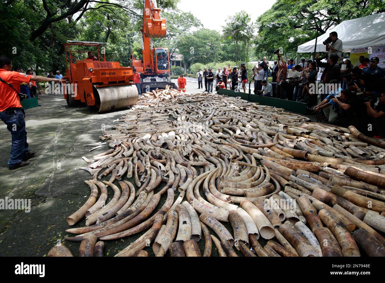 A steamroller and a backhoe are used to crush seized elephant tusks ...