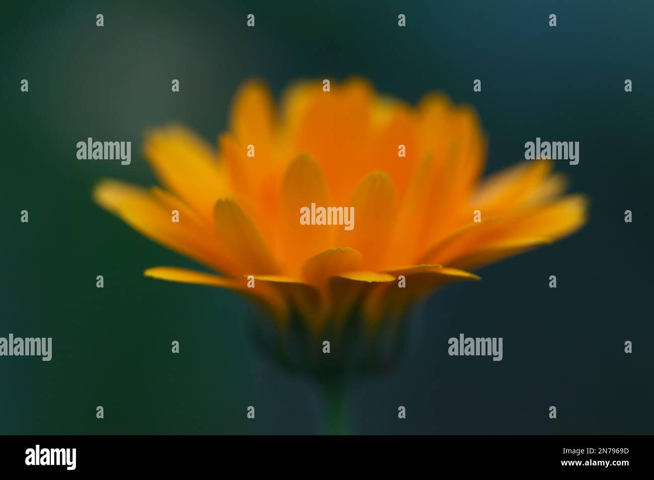 Common Marigold flower (Calendula) in springtime in vibrant colors ...