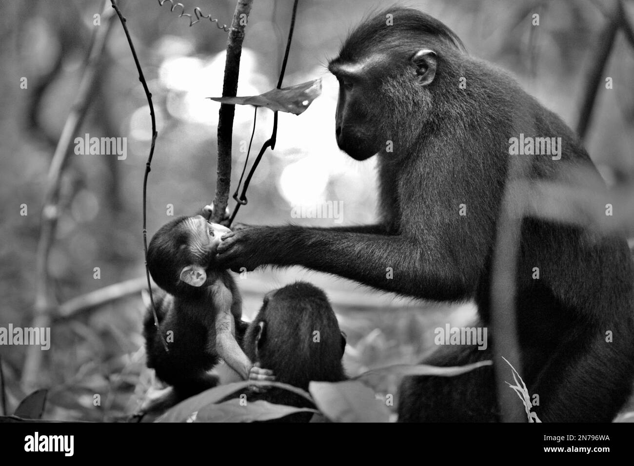 A Sulawesi black-crested macaque (Macaca nigra) adult female is ...