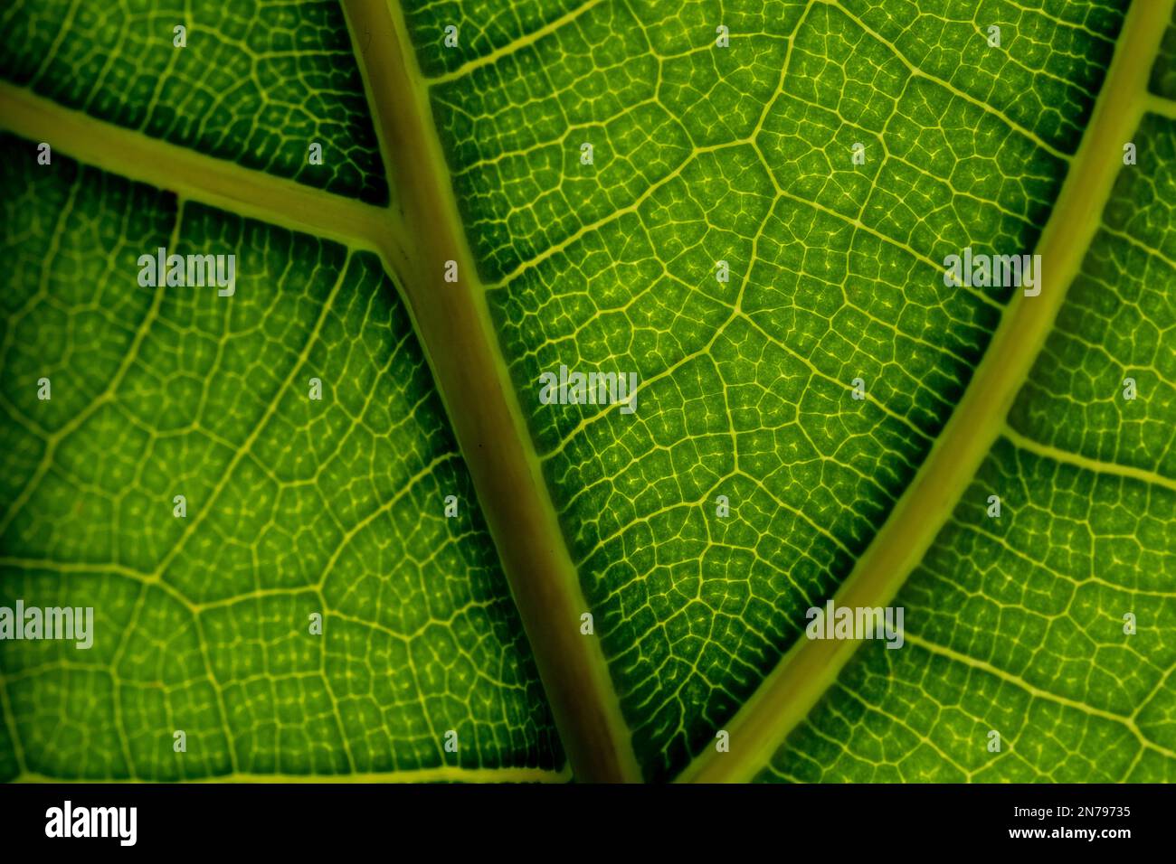 Sun shining through a ficus leaf on a sunny day Stock Photo - Alamy
