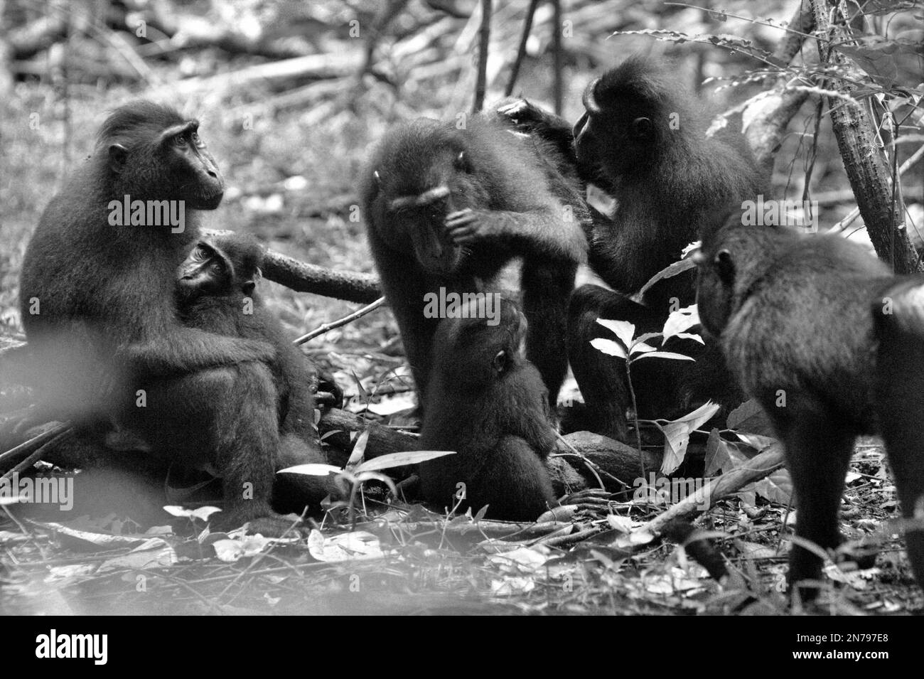 A group of Sulawesi black-crested macaque (Macaca nigra) is having ...