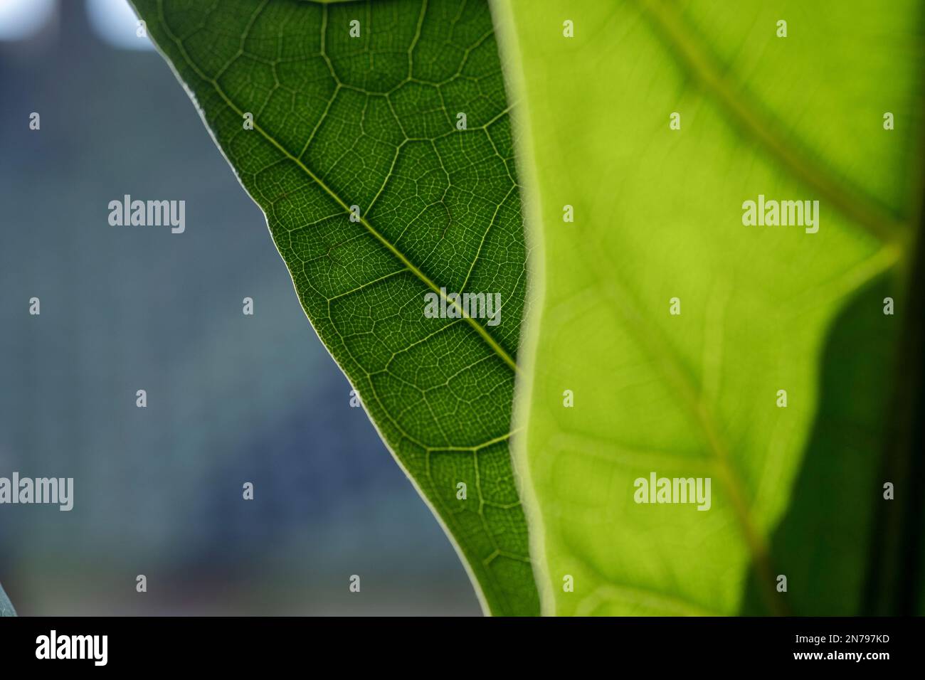 Sun shining through a ficus leaf on a sunny day Stock Photo - Alamy