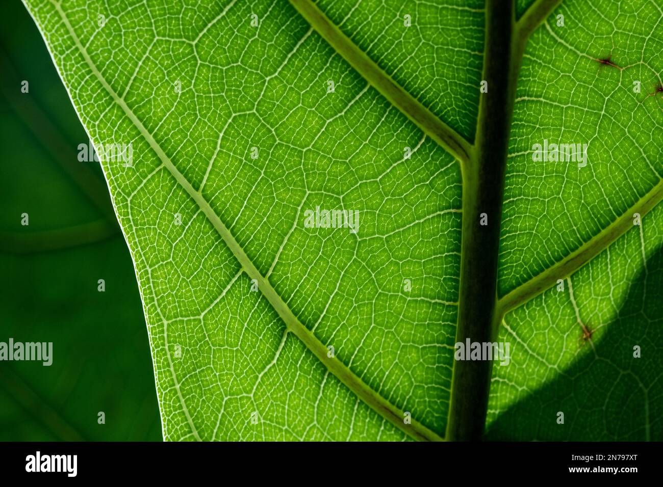 Sun shining through a ficus leaf on a sunny day Stock Photo - Alamy