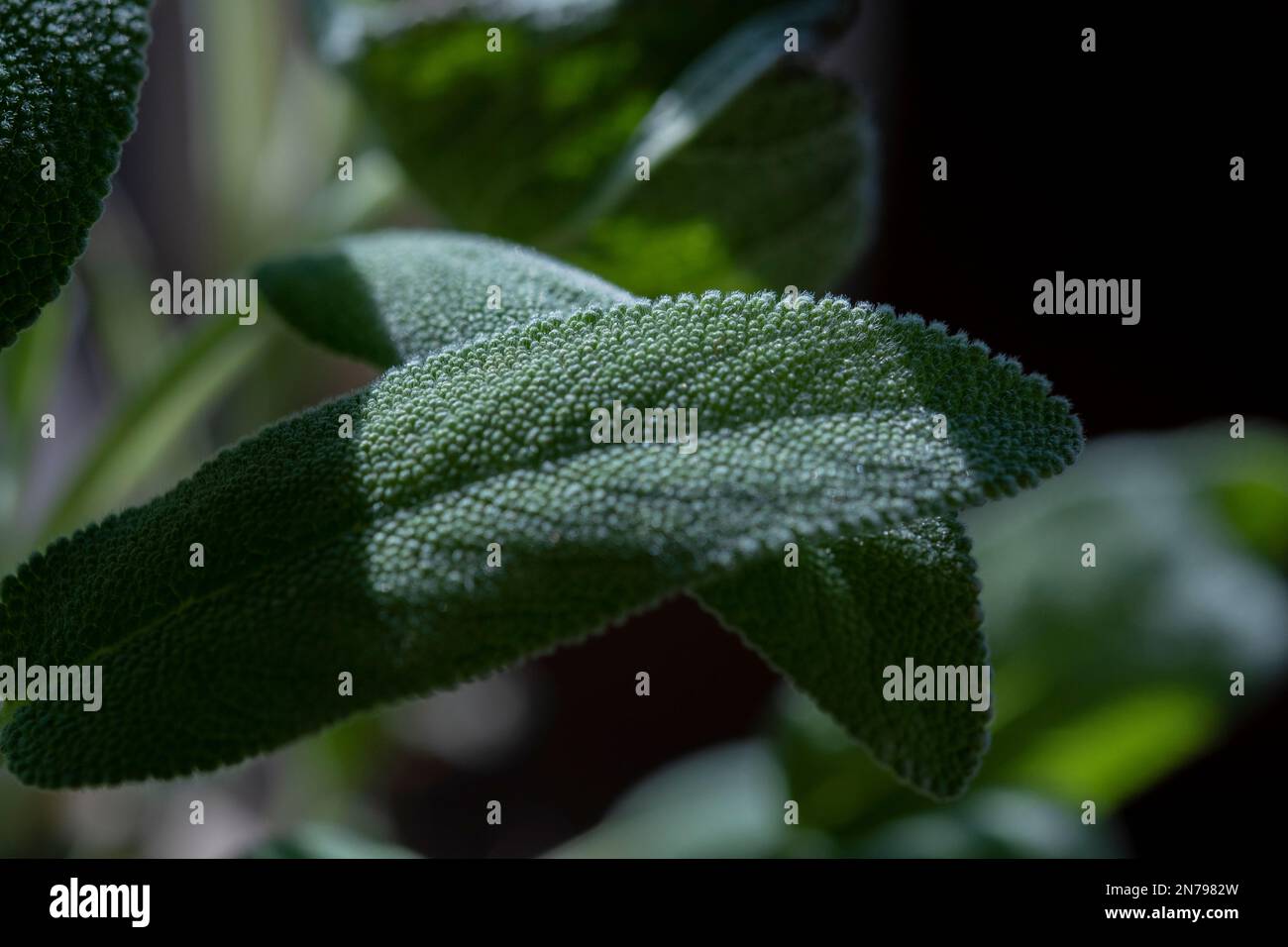 Sage green surface hi-res stock photography and images - Alamy