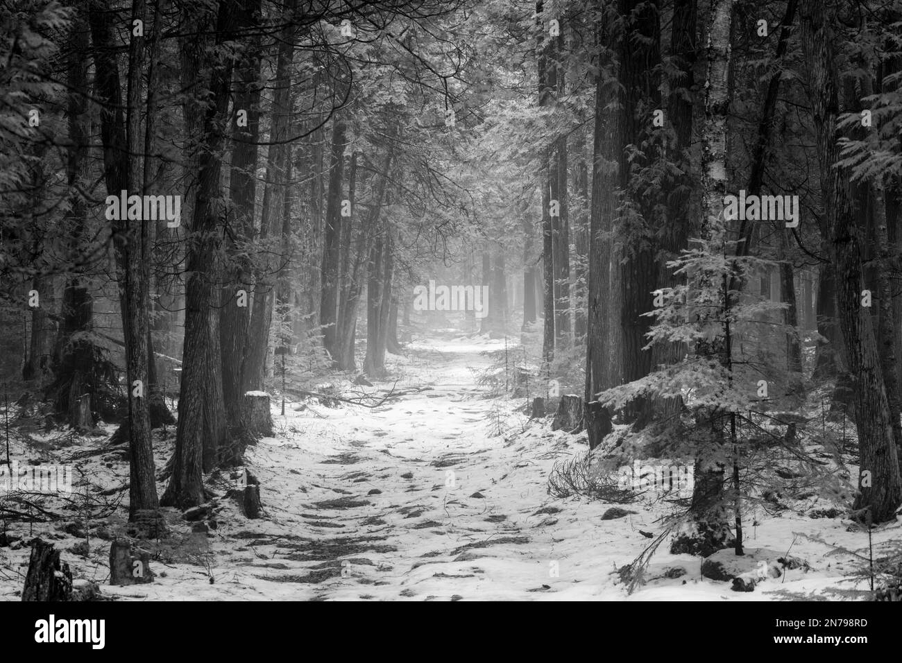 I made this image on a foggy spring day at the Baileys Harbor Boreal ...