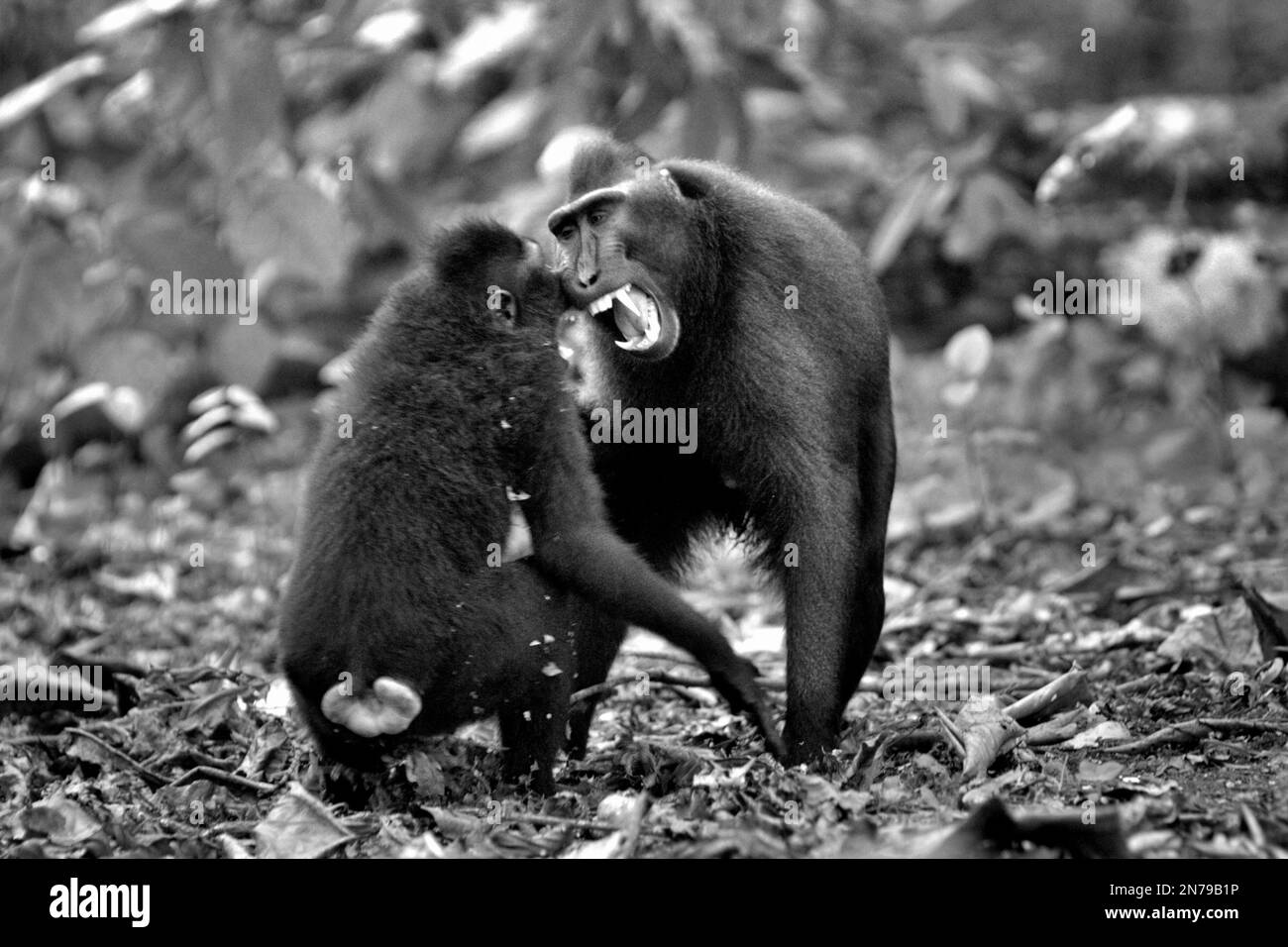 Two individuals of Sulawesi black-crested macaque (Macaca nigra) are ...