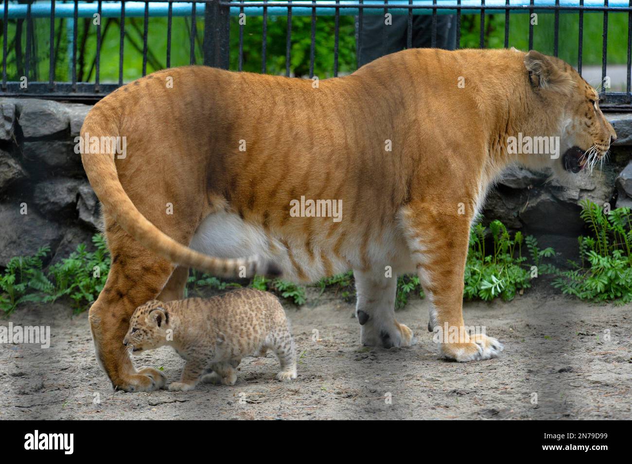 In this Tuesday, June 18, 2013 photo Zita, a liger, half-lioness, half-tiger stands with her one ...