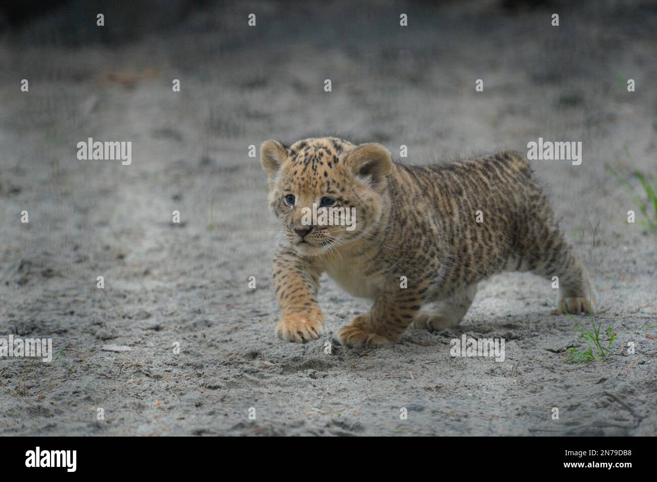 In this Tuesday, June 18, 2013 photo, a month-old liliger cub walks in ...