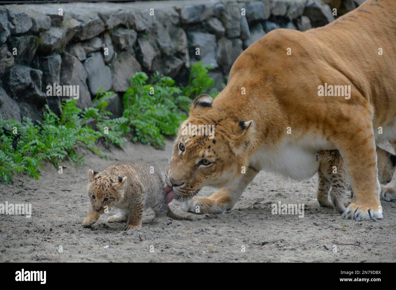 Liliger Cubs