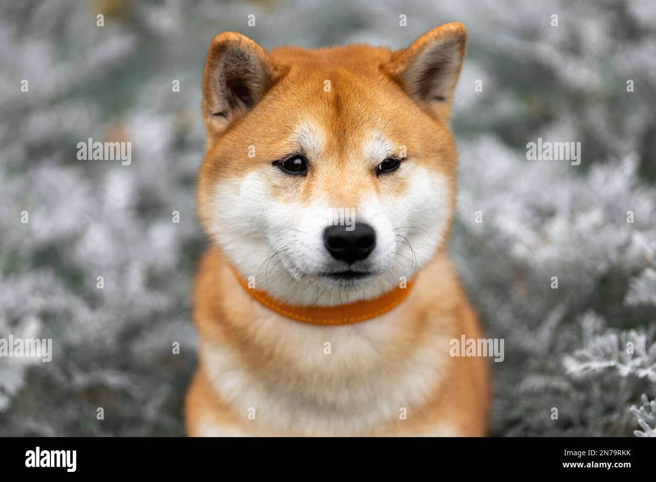 Sad shiba inu dog. Close up pet portrait at nature Stock Photo - Alamy