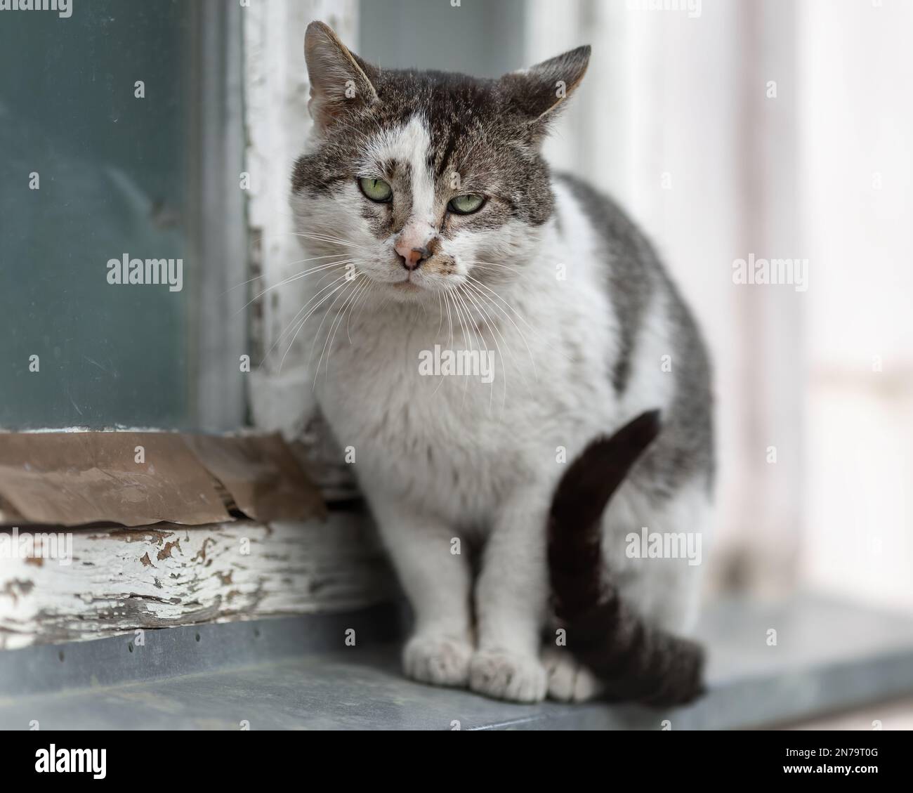 Unhappy dirty tabby homeless cat sitting on windowsill outside Stock ...