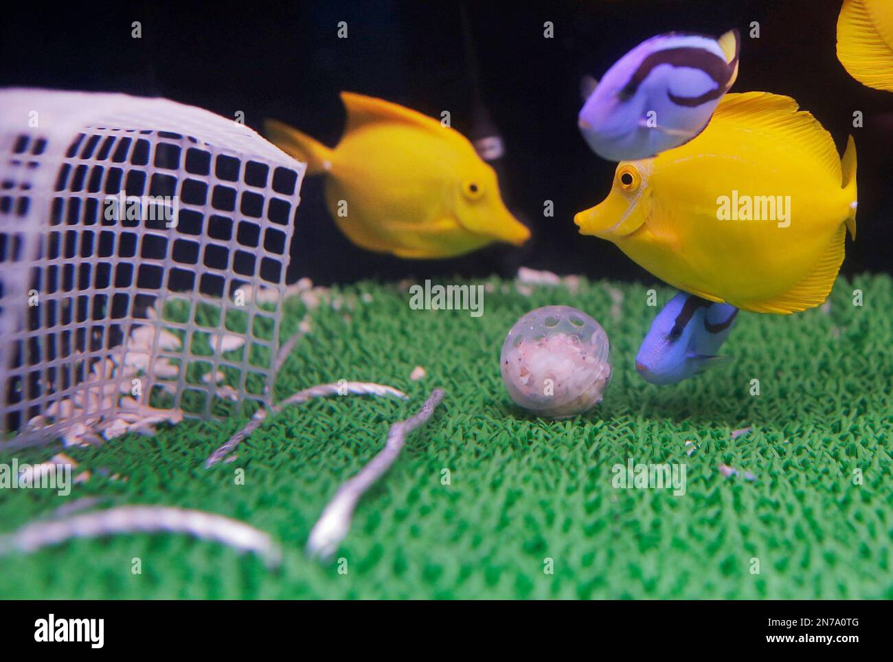 Yellow-colored fish Zebrasoma flavescens representing Brazil's soccer ...