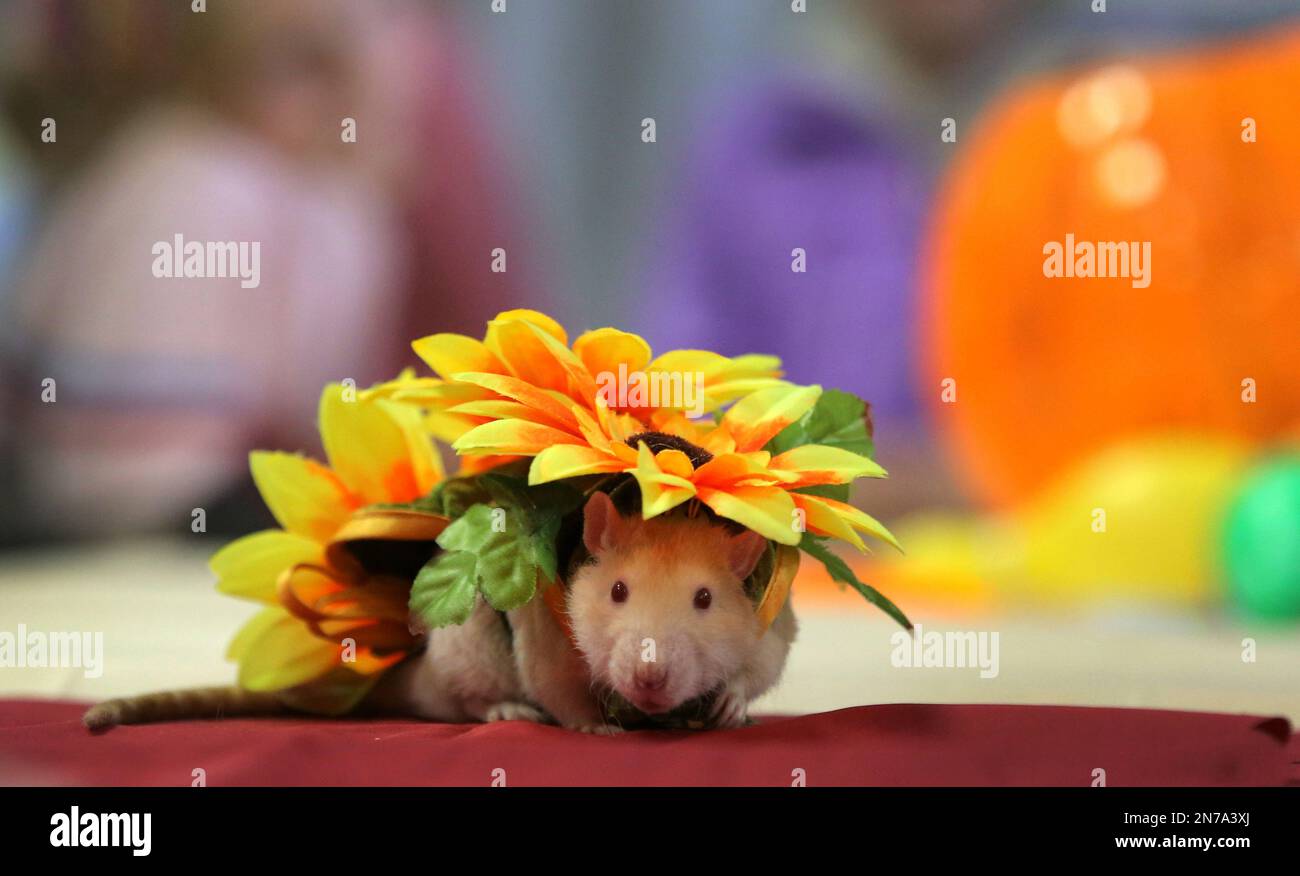Two-year old male rat named Dyatlik wears a costume during a rodent ...