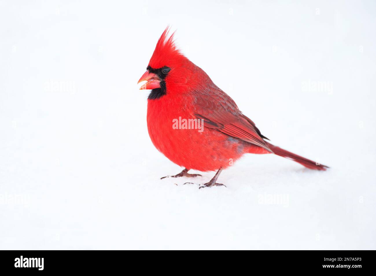 Red cardinal snow hi-res stock photography and images - Alamy