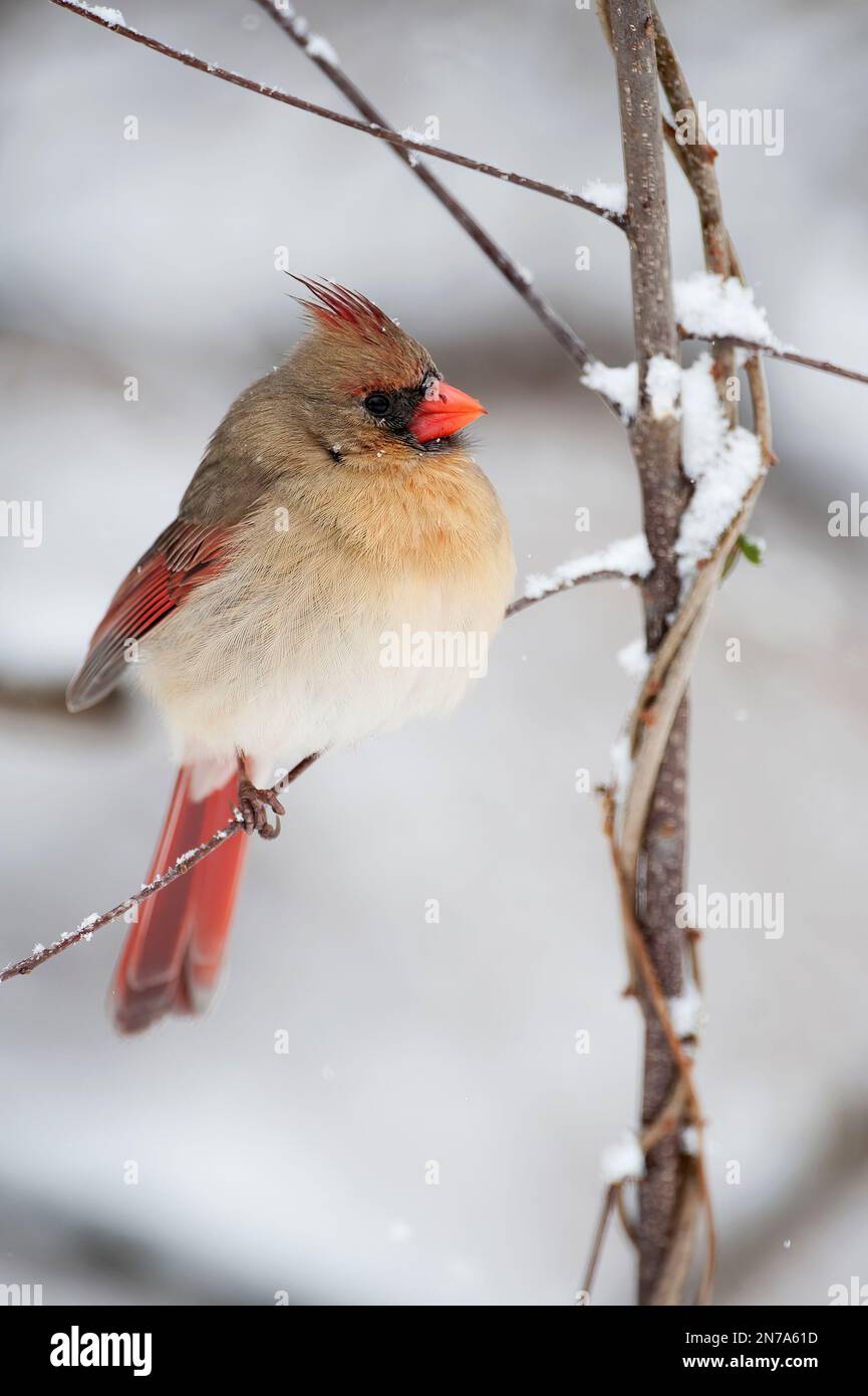 Female Northern Cardinal in winter Stock Photo - Alamy