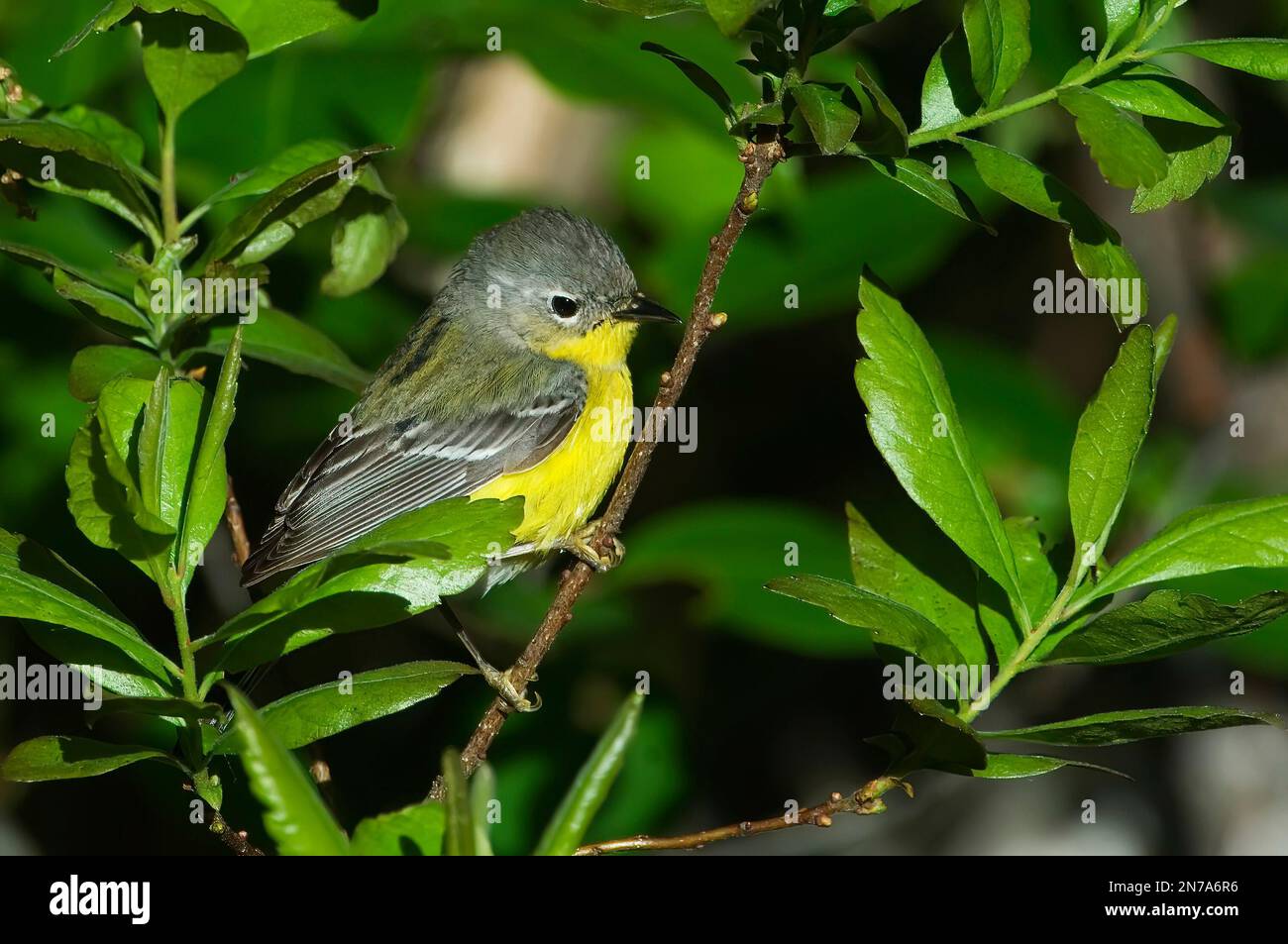 Magnolia warbler female hi-res stock photography and images - Alamy