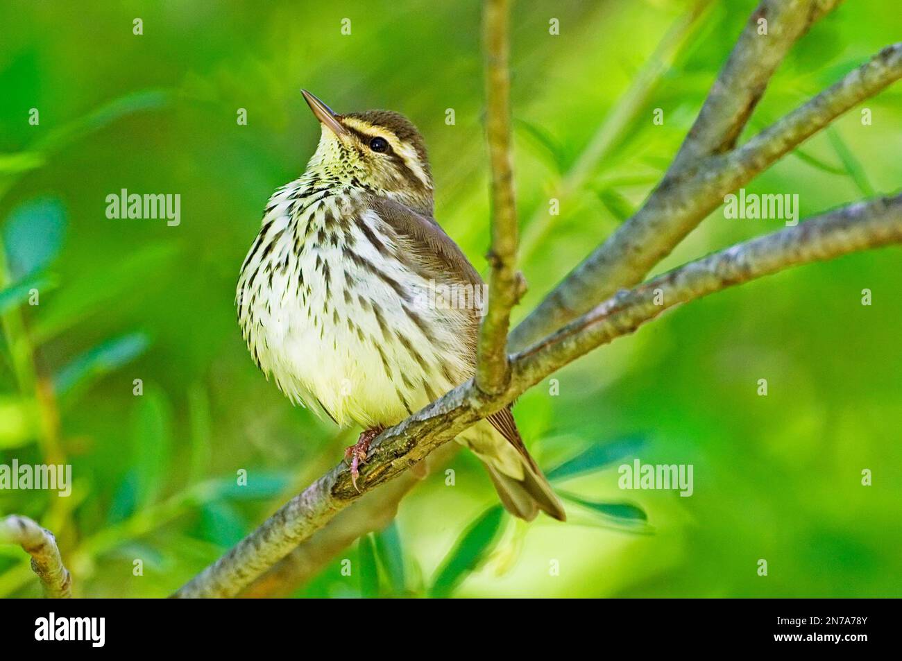 Northern waterthrush portrait during spring migration Stock Photo - Alamy