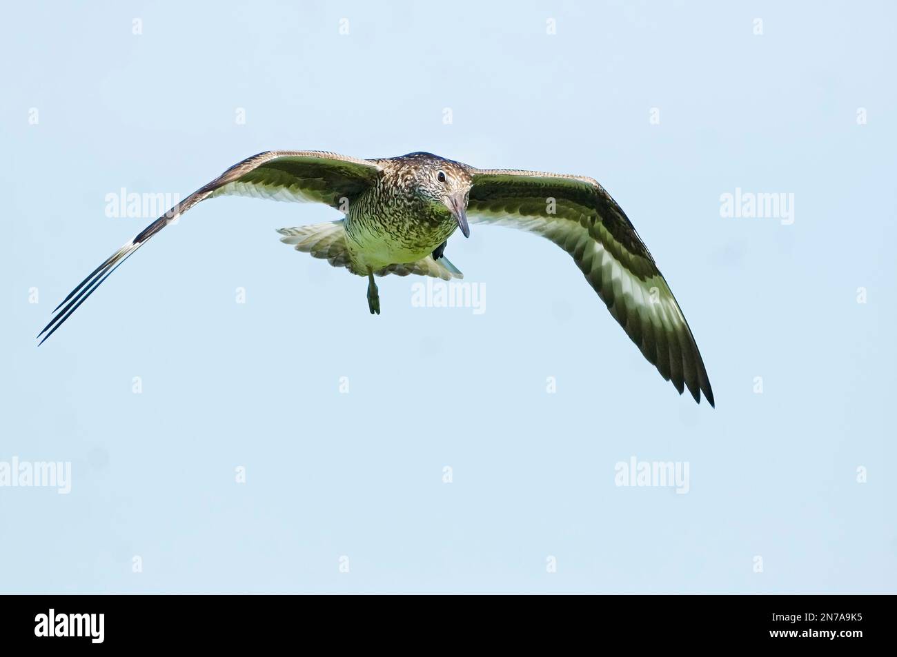 Eastern Willet Flight Stock Photo - Alamy