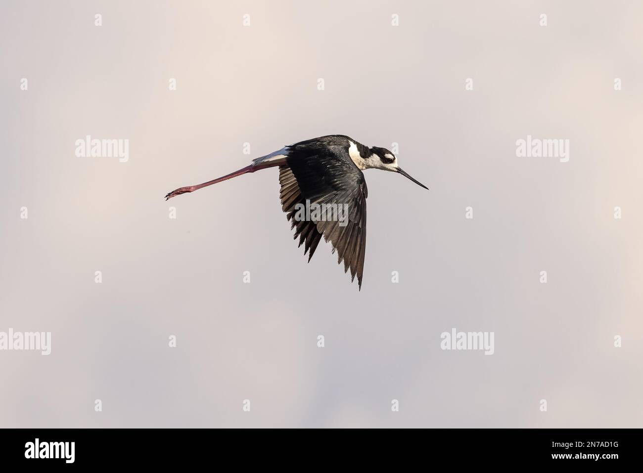 A Stilt Bird Flying In Air Stock Photo - Alamy