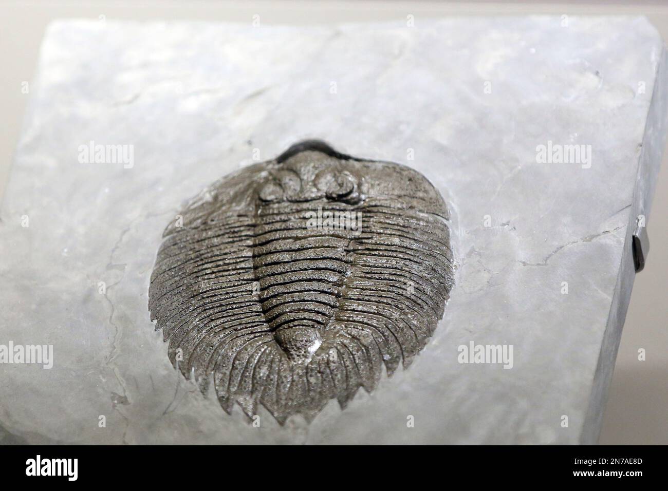 Trilobite Found Alive