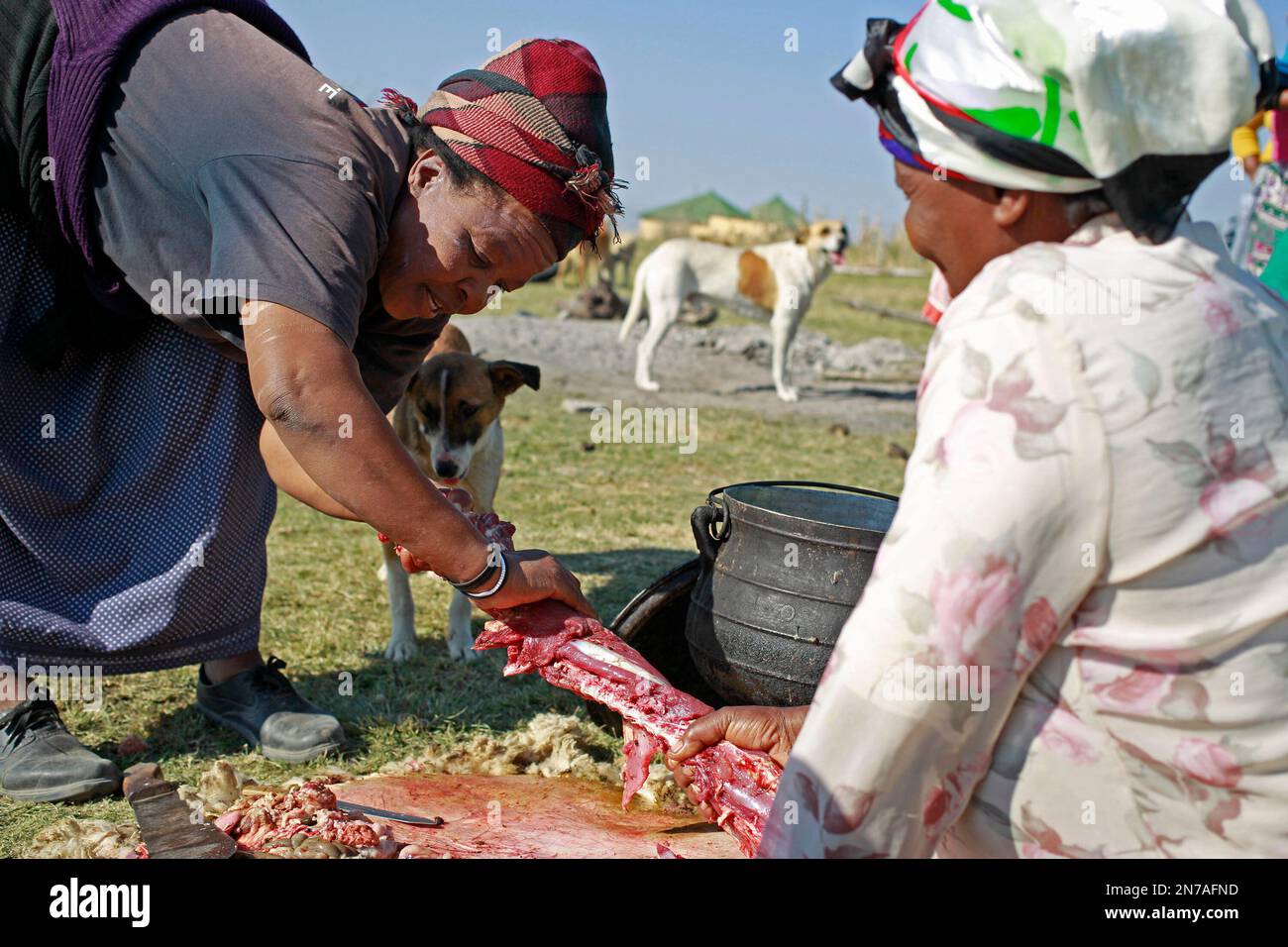 Family members of Xhosa tribe member Baba Mfundisi cut goat meat ...