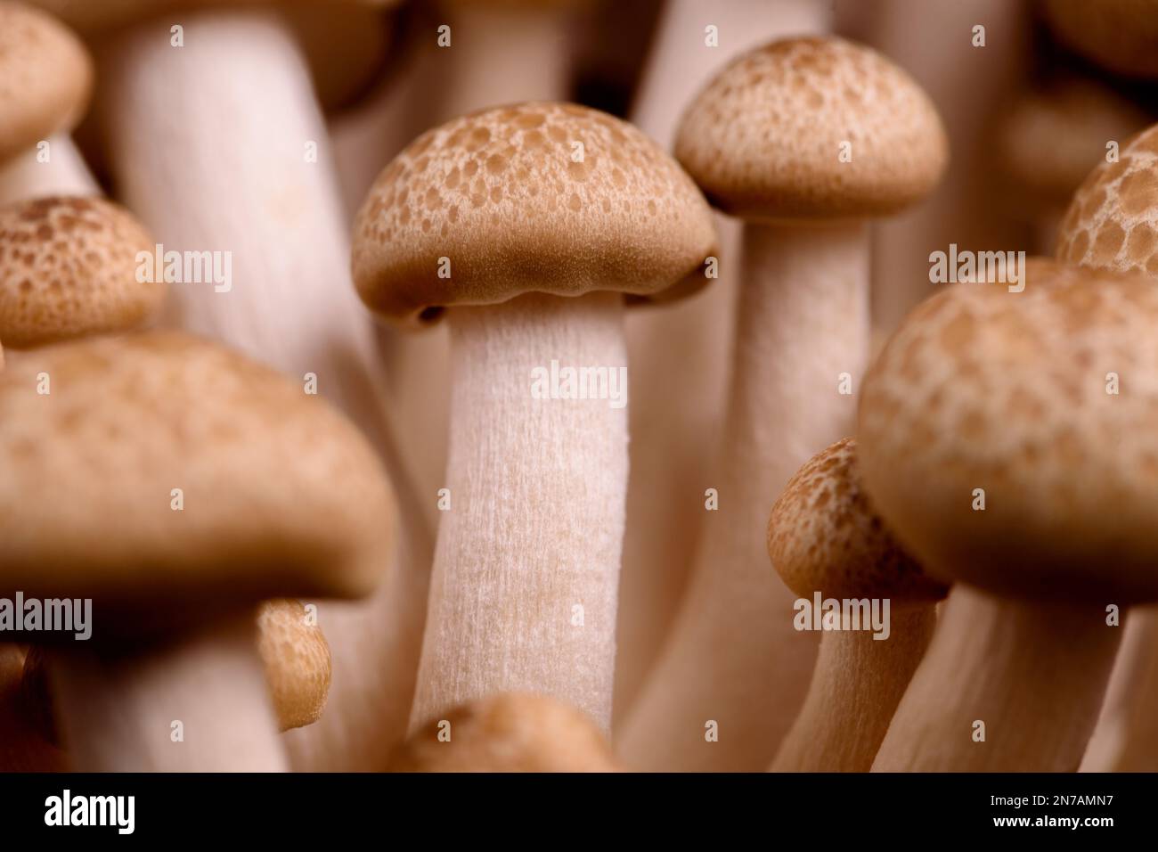 Brown shimeji edible mushrooms: Shimeji native to East Asia, buna ...