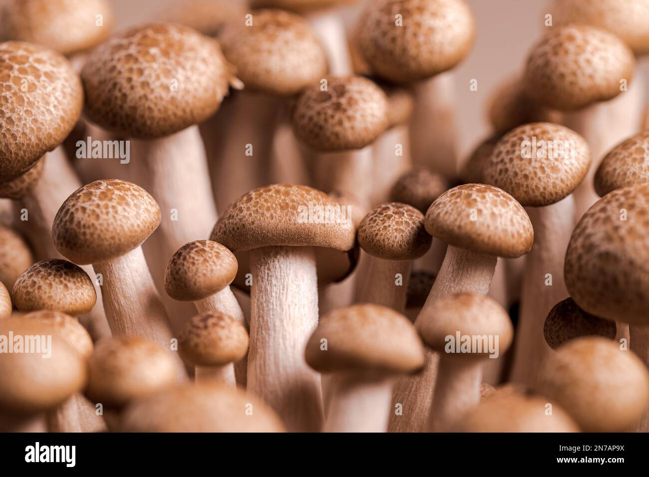 Brown shimeji edible mushrooms: Shimeji native to East Asia, buna ...