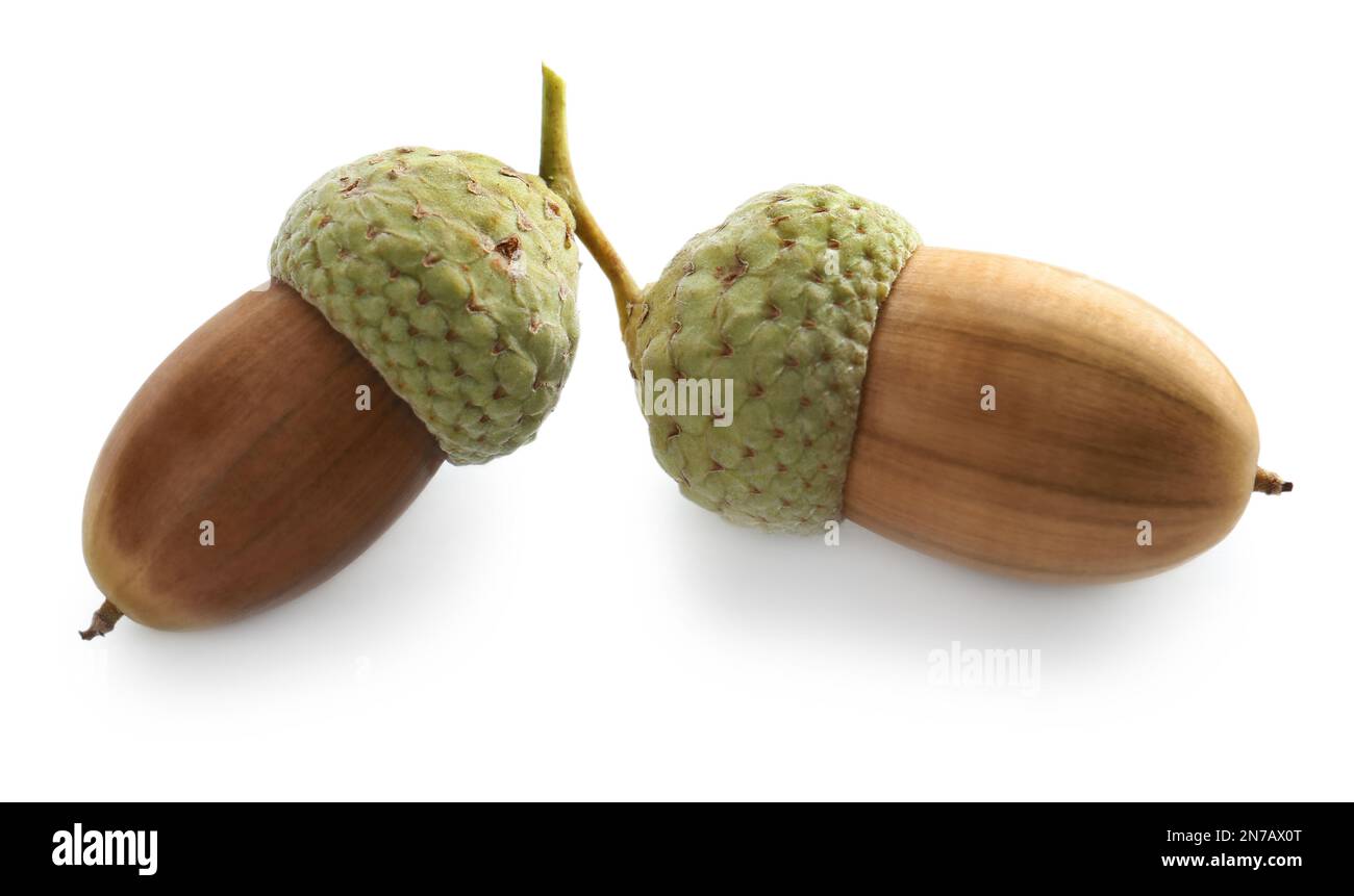 Acorns nuts Cut Out Stock Images & Pictures - Alamy