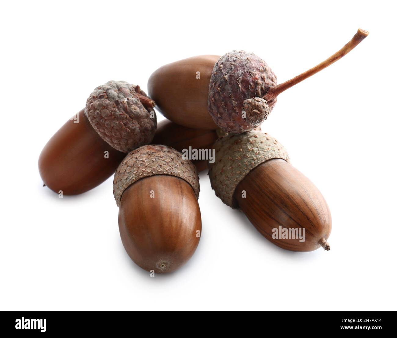 Beautiful brown acorns on white background. Oak nuts Stock Photo - Alamy
