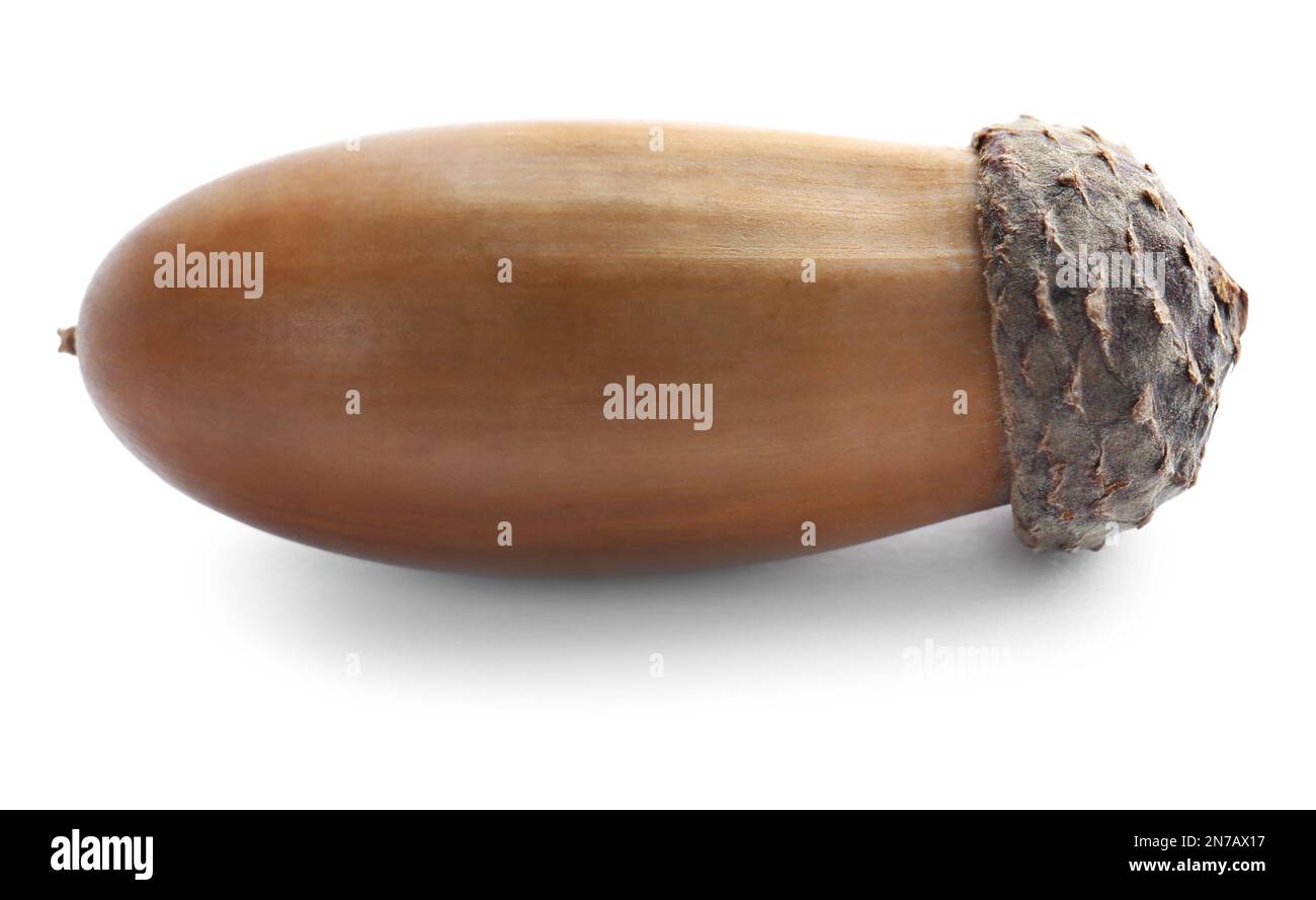Beautiful brown acorn on white background. Oak nut Stock Photo - Alamy