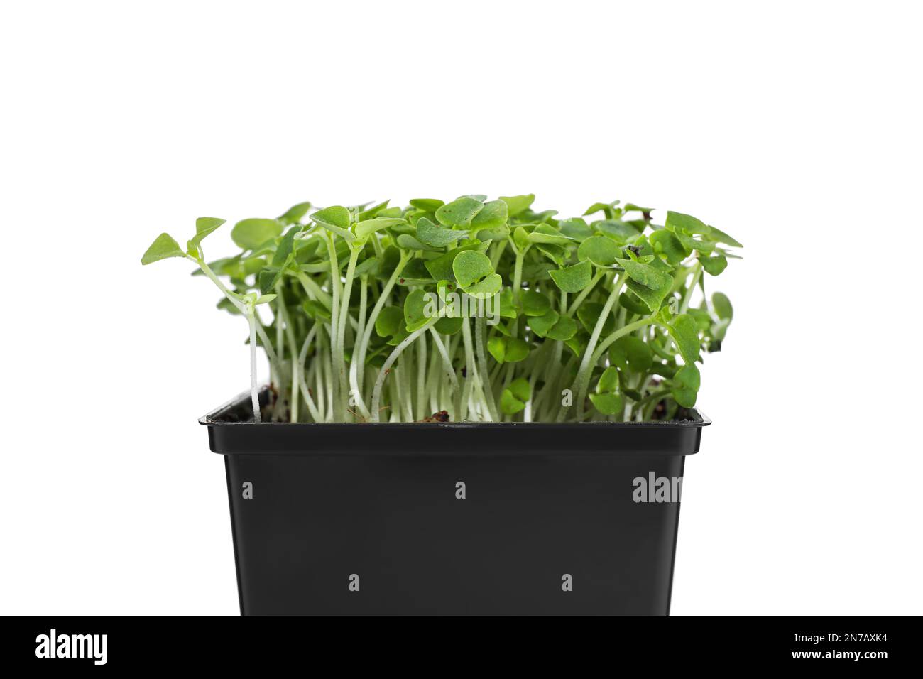 Fresh organic microgreens in pot on white background Stock Photo - Alamy