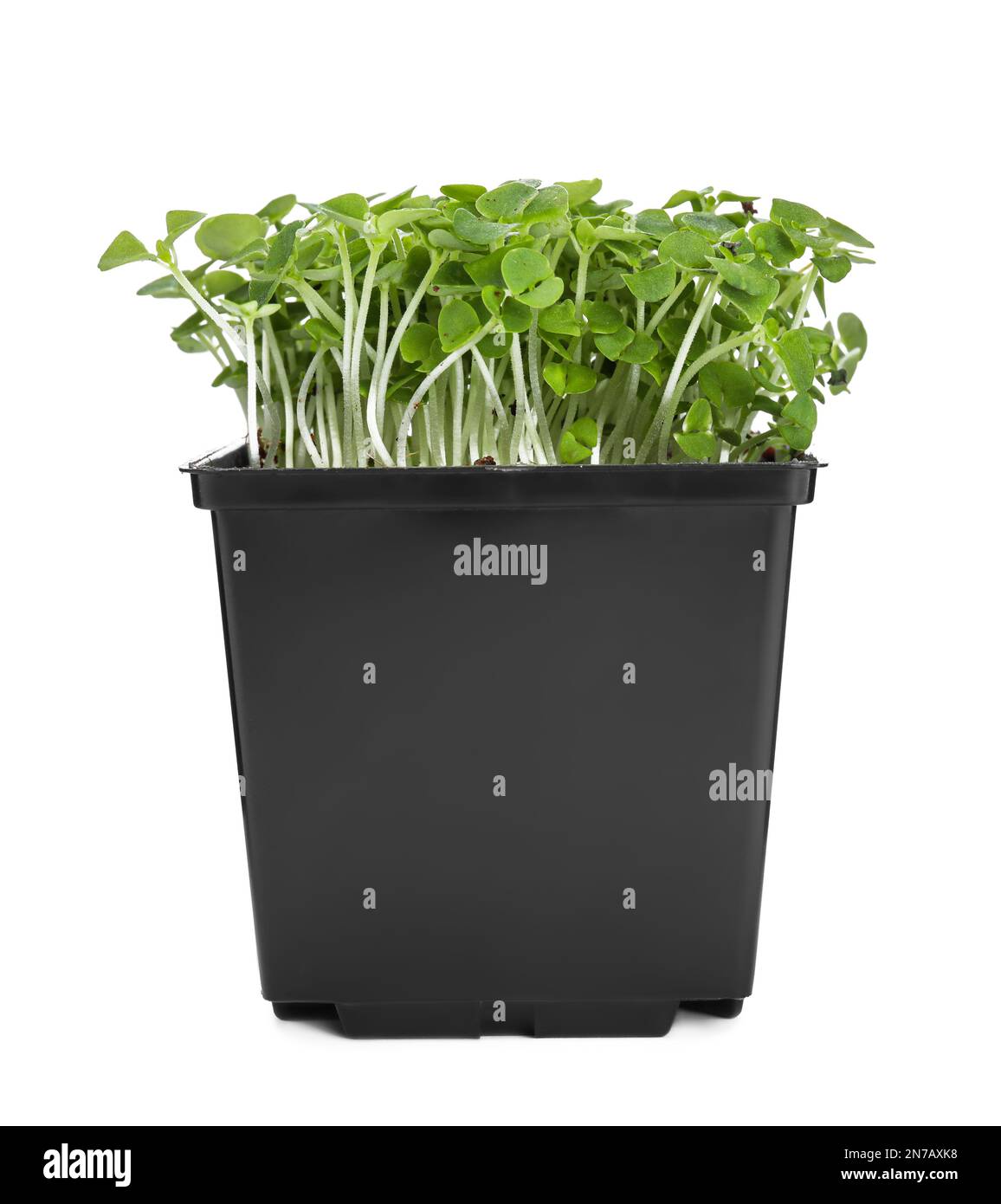 Fresh organic microgreens in pot on white background Stock Photo - Alamy