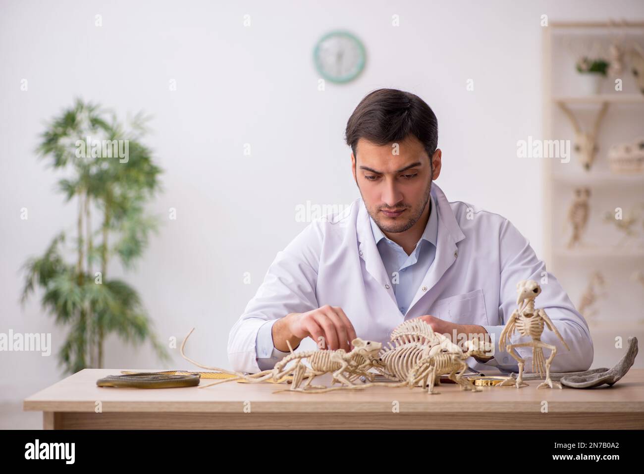Young student paleontologist examining ancient animals at lab Stock ...