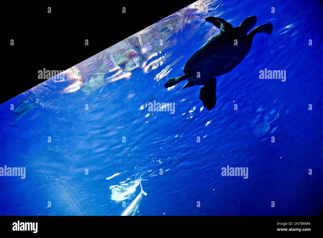 Turtle bay ca hi-res stock photography and images - Alamy