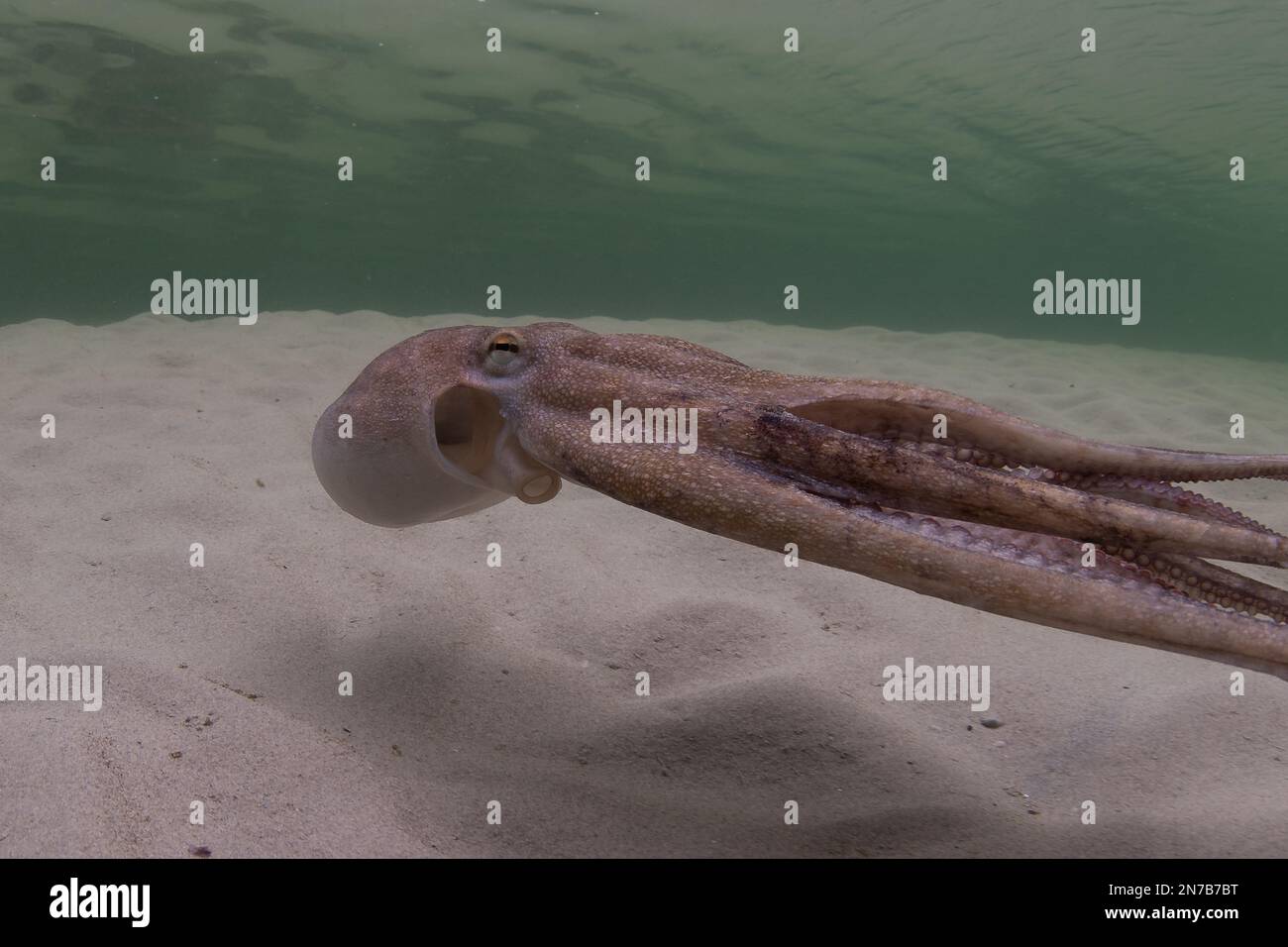 Octopus djinda female swimming. Image taken by MD Amor Stock Photo - Alamy
