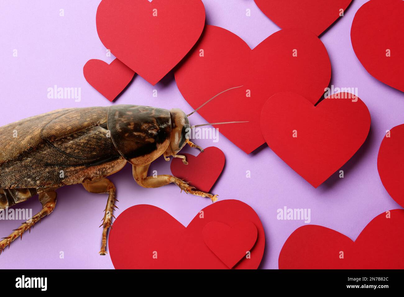 Heart Of Cockroach