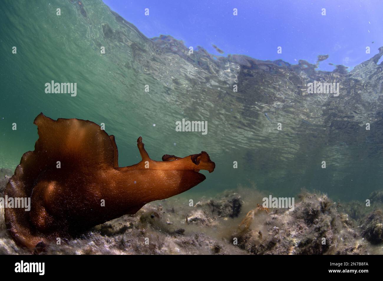 Sea hare in Walpole, Western Australia Stock Photo - Alamy