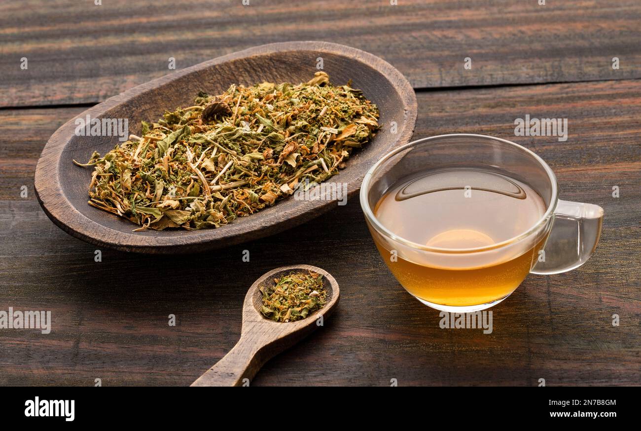 Medicinal epazote hot tea - Dysphania ambrosioides. Infusion Stock ...