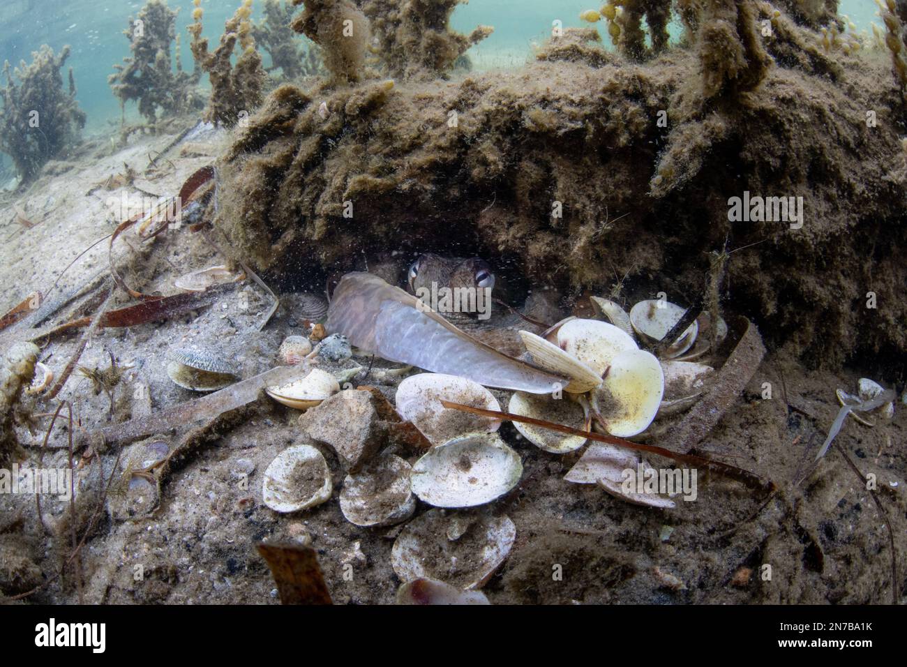 Octopus djinda female in her den. Albany, Western Australia Stock Photo ...