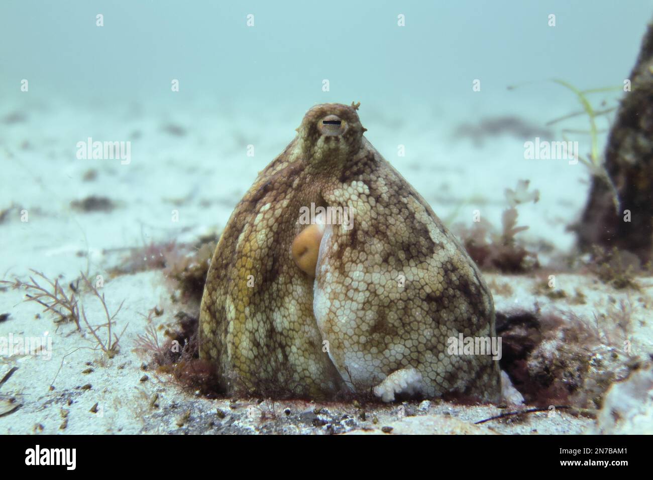 Pale octopus octopus pallidus hi-res stock photography and images - Alamy