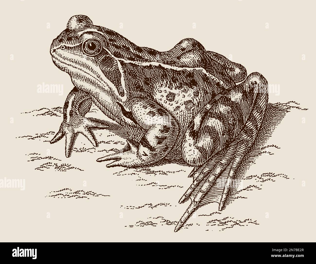 Common frog rana temporaria sitting on the ground, after antique ...