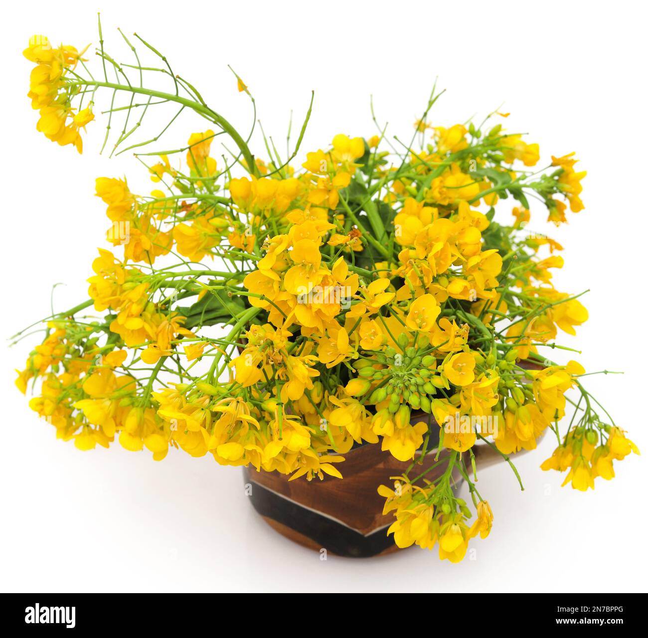 White mustard sinapis alba brassica hi-res stock photography and images ...