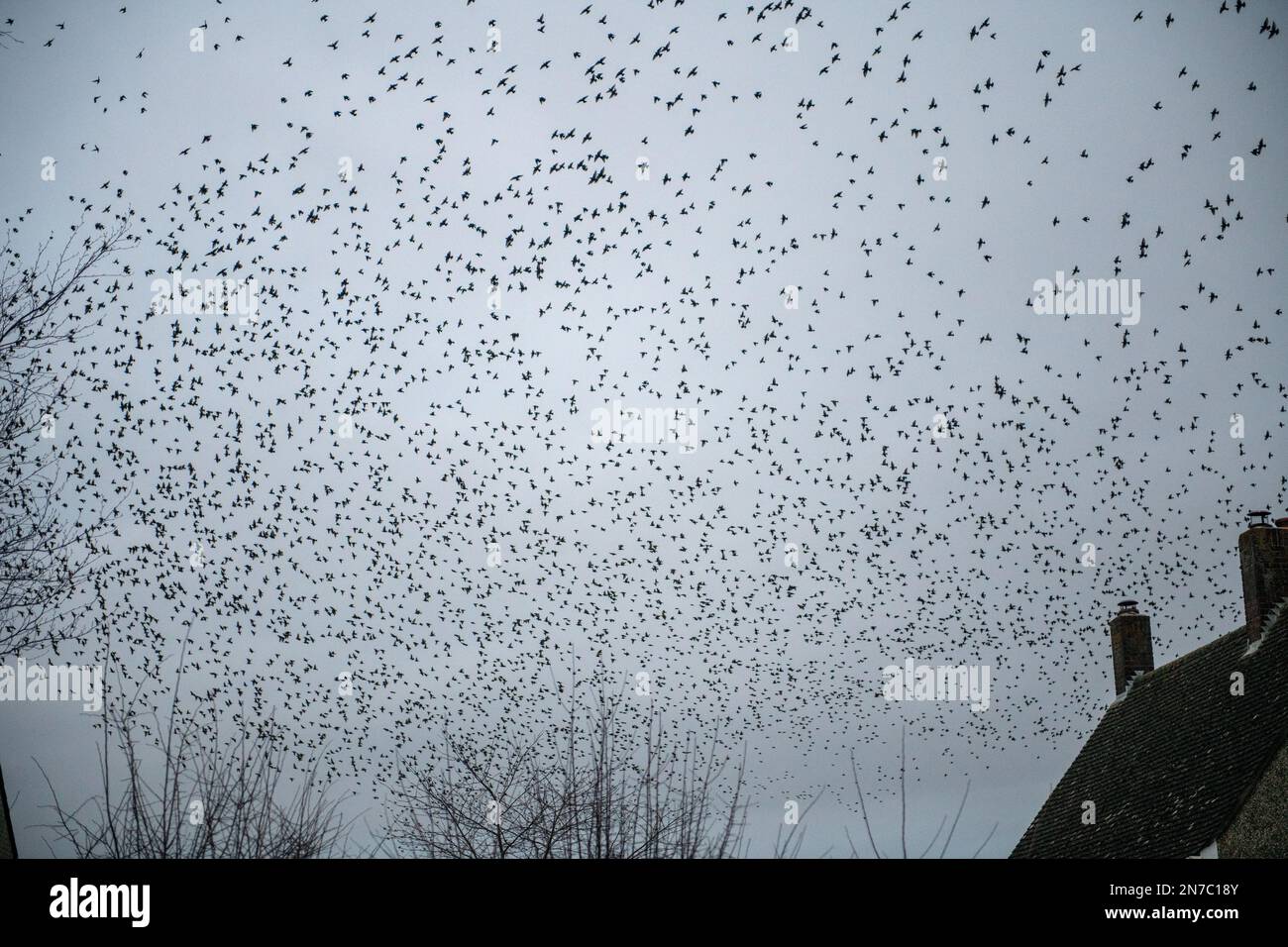 Eynsham, UK, Friday 10th February 2023, A large murmuration appear over ...