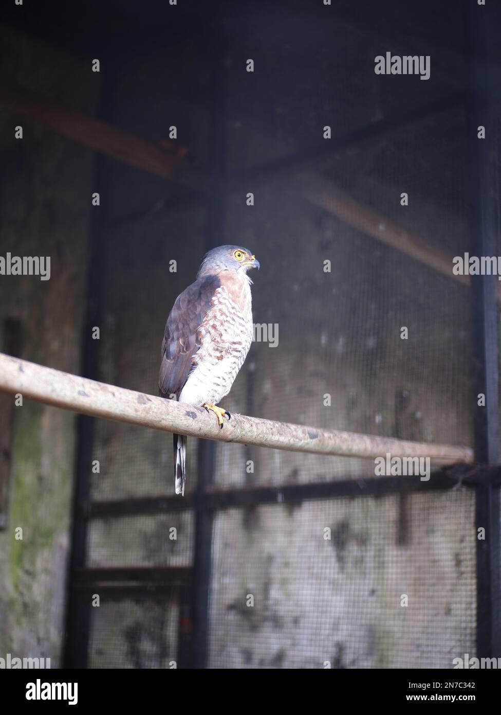 Crestes goashawk hi-res stock photography and images - Alamy