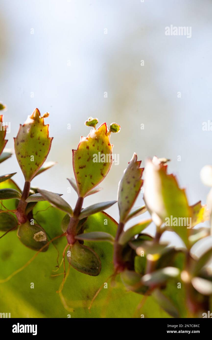 close up kalanchoe pinnata tiny green leaves. Bryophyllum Laetivirens ...