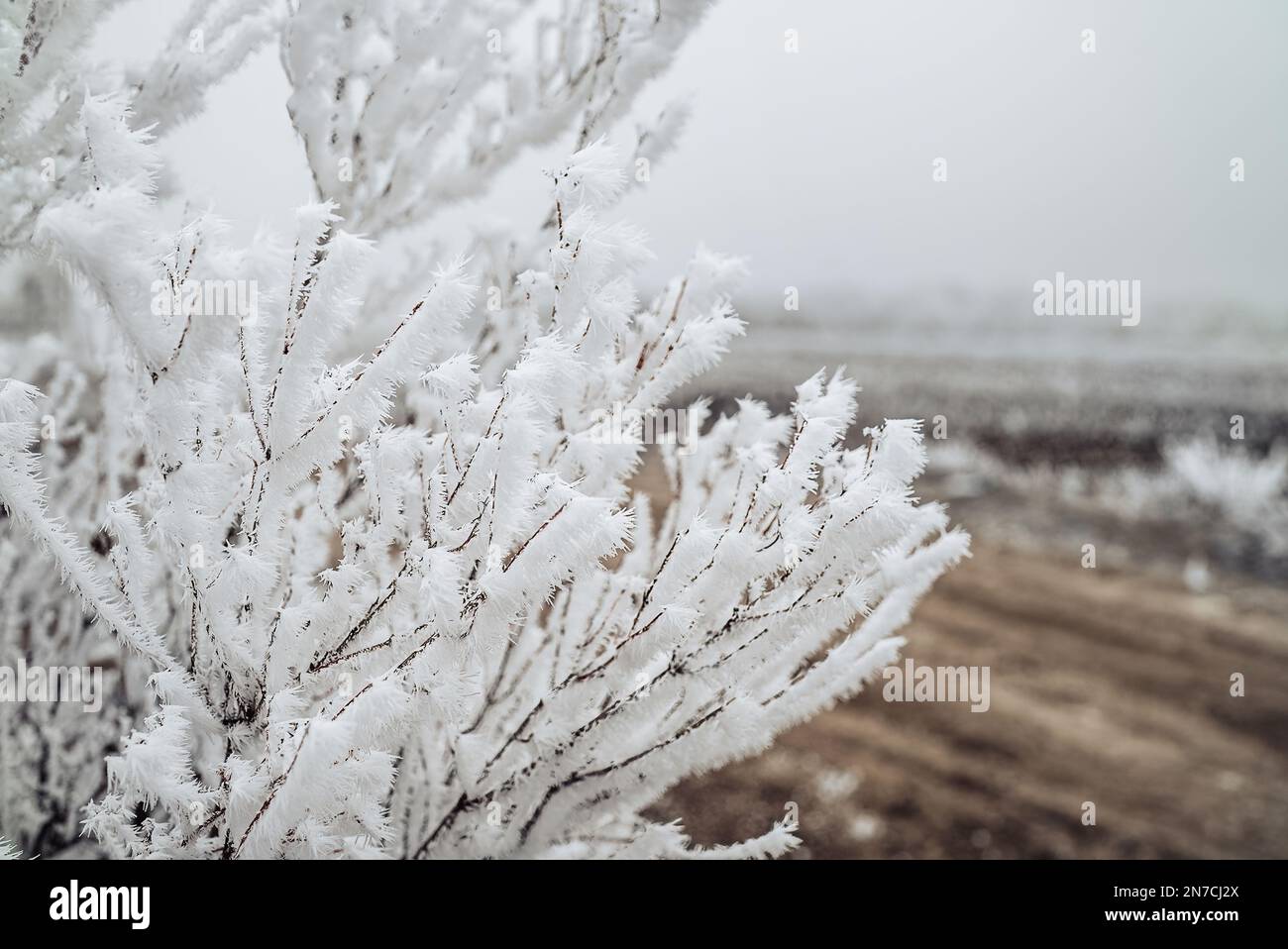 Winter wonderland - bush, tree under rime ice, hoarfrost, crystals ...