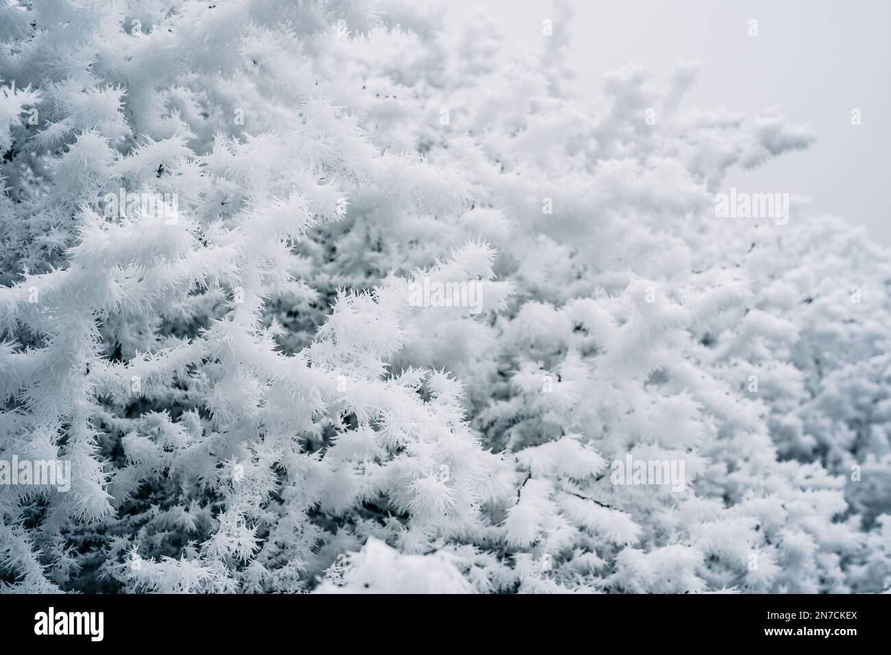 Winter wonderland - bush, tree under rime ice, hoarfrost, crystals ...