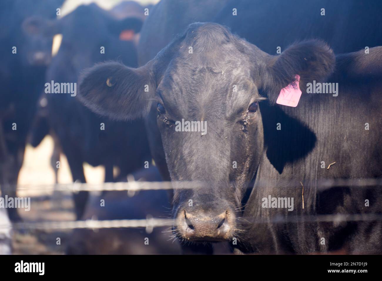 Livestock ear tag hi-res stock photography and images - Alamy