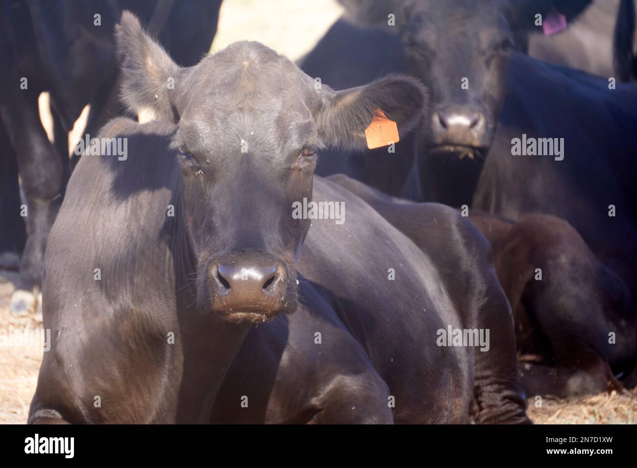 Livestock ear tag hi-res stock photography and images - Alamy